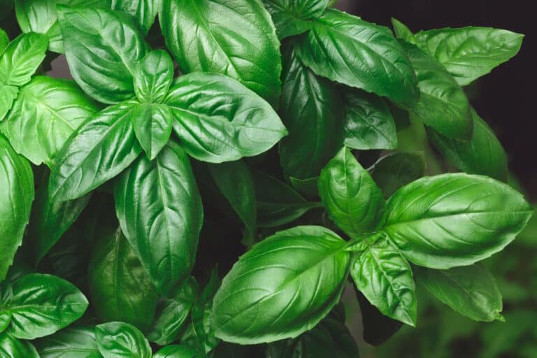 All About Basil: Types, Substitutes, Recipes and More - In the Kitch