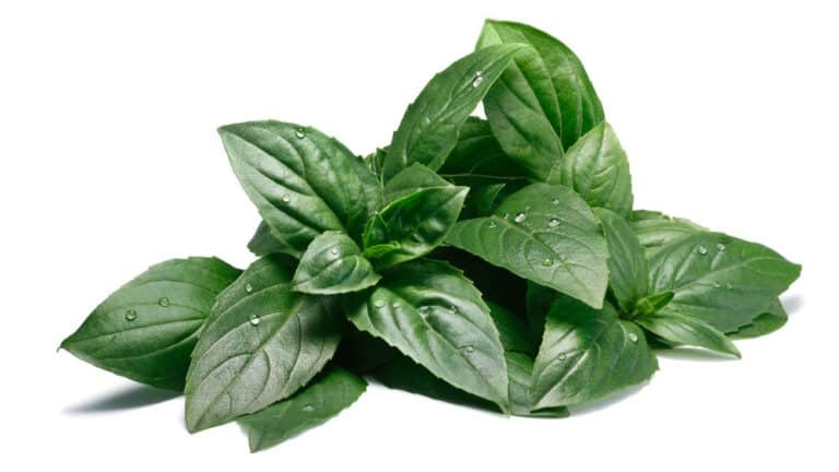 All About Basil: Types, Substitutes, Recipes and More - In the Kitch