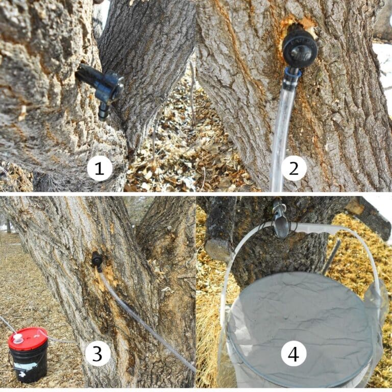 How To Make Pure Maple Syrup - In the Kitch