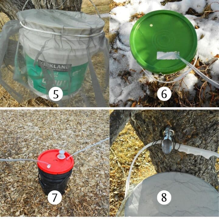 How To Make Pure Maple Syrup - In the Kitch