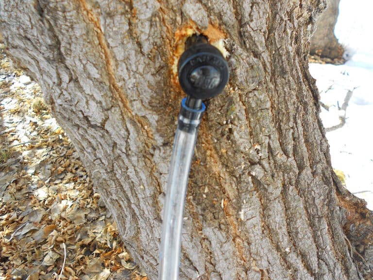 How To Make Pure Maple Syrup - In the Kitch