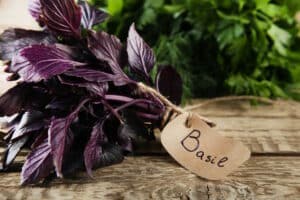 All About Basil: Types, Substitutes, Recipes and More - In the Kitch